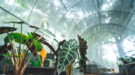 Montessori X Socrates My Leadership Framework