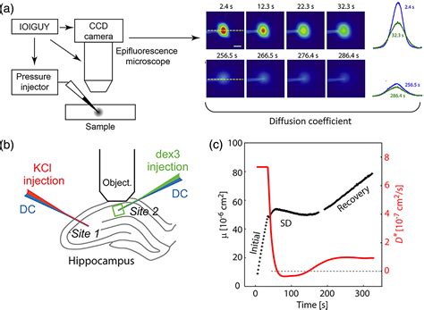 Toward Dynamic Anisotropic High Resolution And Functional Measurement In The Brain