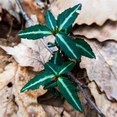 Spotted Wintergreen Chimaphila Maculata