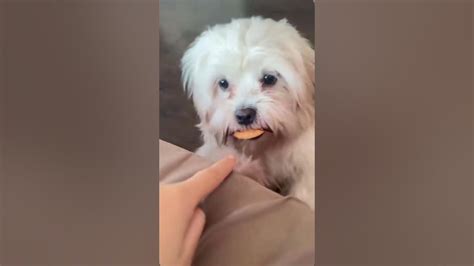 Ki Ki ဘာလုပ်ချင်တာလဲ…ကြည့်ကြပါအုံးရှင့် 😊 Fyp Followers Thanksforwatching Hanthiyoutube