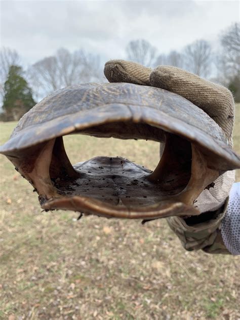 This Turtle Shell I Found R Mildlyinteresting