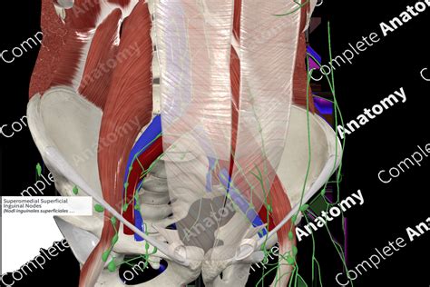 Groin Lymph Nodes Diagram