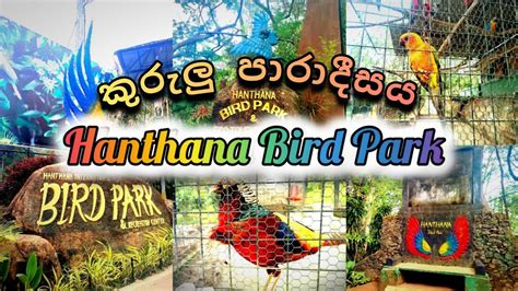 Hanthana International Bird Park Kandy Sri Lanka කුරුලු පාරාදීසය 🐦 Hanthana Birdpark