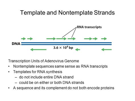 Non Template Dna Williamson