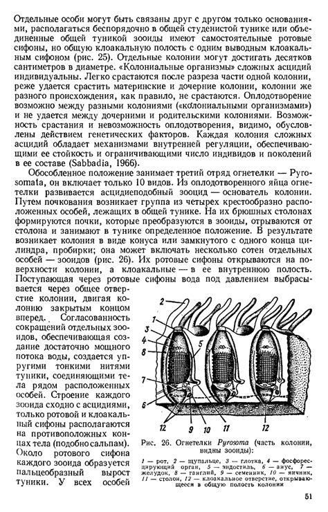 Зоология позвоночных Ч.1: низшие хордовые, бесчелюстные, рыбы ...