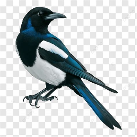 검은 부리 까치 까치 검은 부리 새 Png 일러스트 및 이미지 에 대한 무료 다운로드 Pngtree