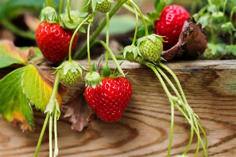 How To Grow Strawberries Indoors Or Out