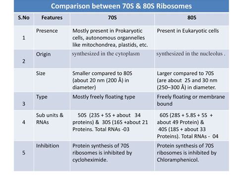 Ribosomes Structure And Function A Molecular Biology Presentation Ppt Download