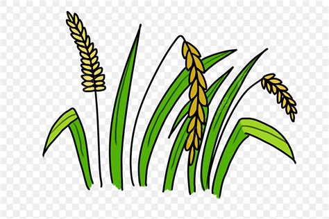 노란 쌀 아름다운 쌀 손으로 그린 쌀 만화 쌀 손으로 노란 쌀 노란무료 다운로드를위한 Png 및 Psd 파일