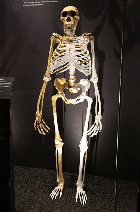 Australopithecus Sediba Hominides