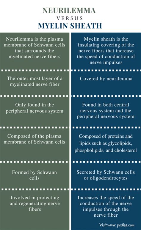 Difference Between Neurilemma And Myelin Sheath Definition Characteristics Function
