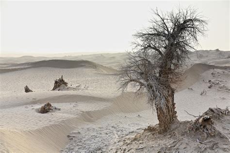 Premium Photo 0339 Desert Poplar Populus Euphratica Tree Taklamakan