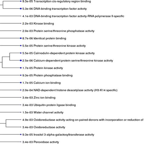 Functional Cluster Of Genes Strongly Enriched In Different Categories