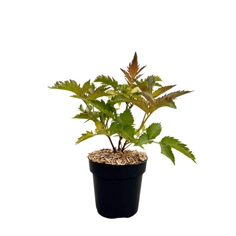Sambucus Bloemen Young Plants