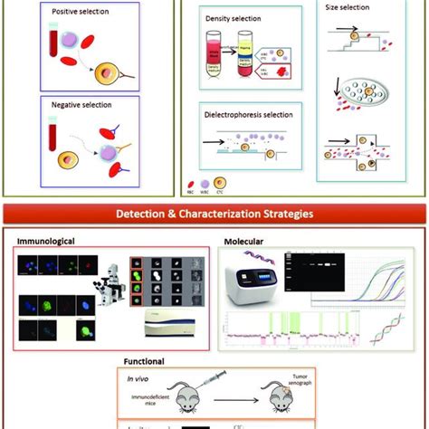 strategies for enrichment detection and characterization of ctcs