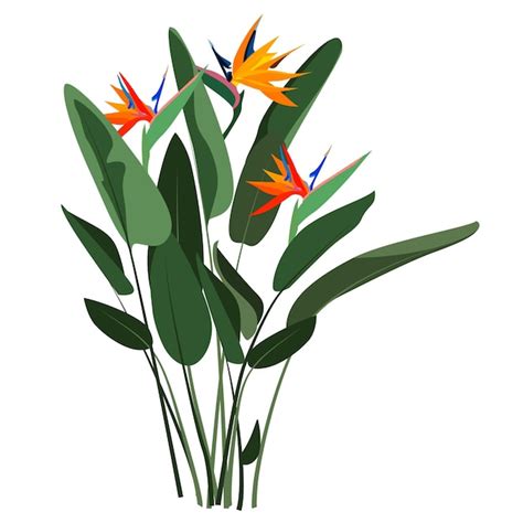 Strelitzia Reginae Buquê De Flores Tropicais Laranja Isolado Em Fundo