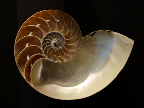 The Impact And Epidemic Of Overexploitation On Chambered Nautilus