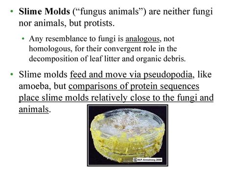 Protists Protists Are Eukaryotes And Thus Are Much More Complex Than The Prokaryotes The First
