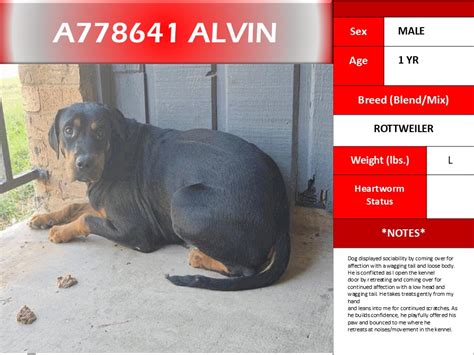 San Placement Secured ♥️ Rescue Hold ♥️ Shy But Sweet Social And