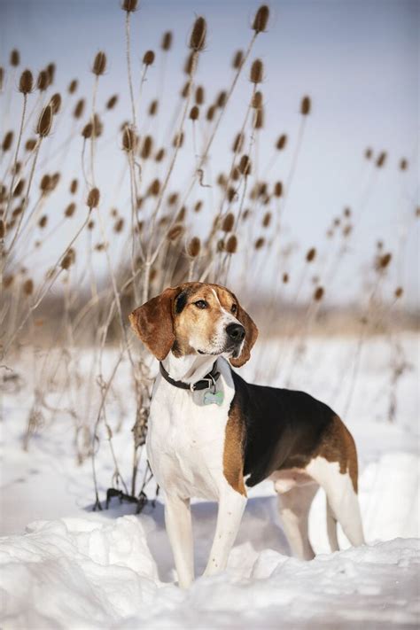 Treeing Walker Coonhound Kennelwood Pet Resorts
