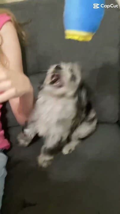 A Mini Demonnn Youtube