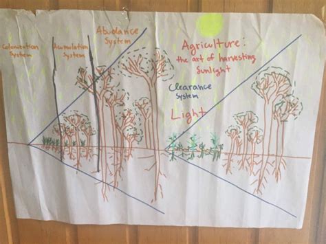 Syntropic Agroforestry Resources In English Artofit