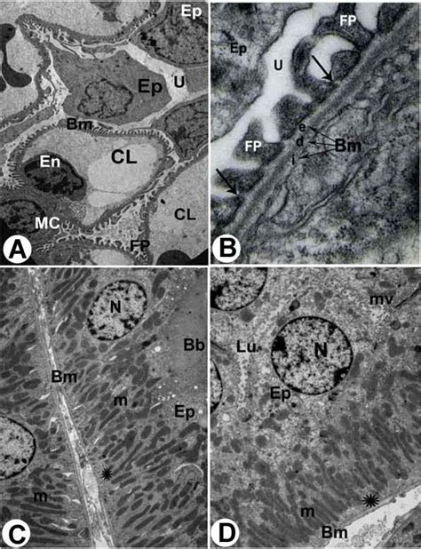 Transmission Electron Micrographs Tem Of Normal Control Rats
