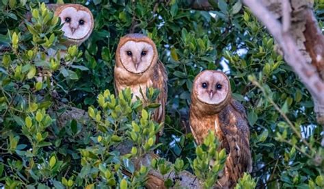Barn Owl Habitat How We Protect And Restore Safe Spaces