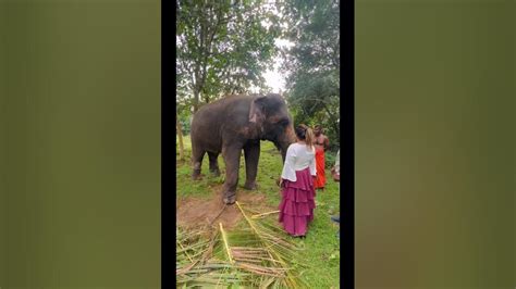 අලියෙක් අඩන්නේ ඇයි Youtube