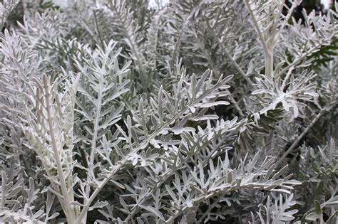 Plants With Silver Leaves For Australian Gardens Ultimate Backyard