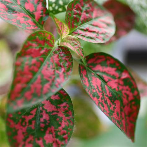 25 Stunning Plants With Red Leaves Indoor And Outdoor