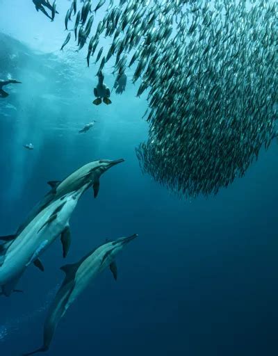 Unesco And 1 Ocean Documenting The Oceans Greatest Migration