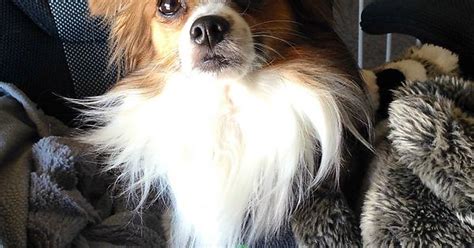 My Handsome Papillon Mix Kernel Gets To Come To Work With Me And