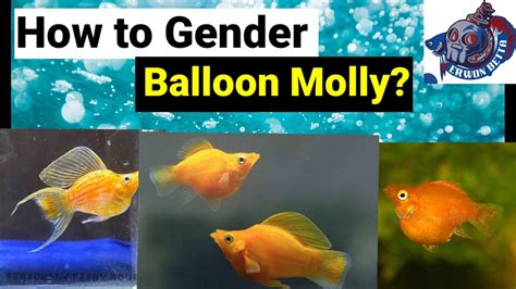 How To Gender Balloon Molly Youtube