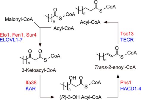The 3 Hydroxyacyl Coa Dehydratases Hacd1 And Hacd2 Exhibit Functional