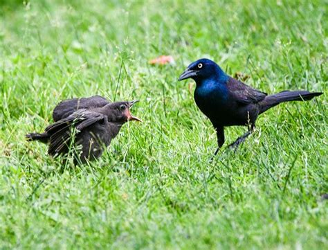 Grackle Related To Crow