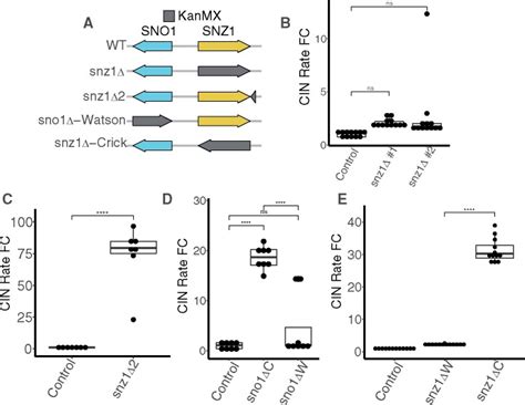 A Case Of Convergent Gene Interference In The Budding Yeast Knockout Library Causing Chromosome