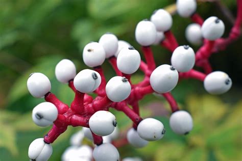 Baneberry Information Growing White Baneberry Dolls Eye Plants