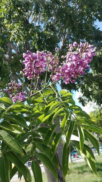 Esta Es La Bebida Sagrada Maya Con Efecto Laxante Infobae