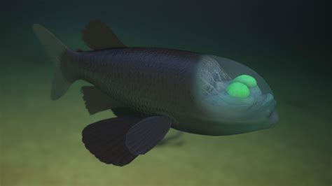 Barreleye Modelo 3d 29 Fbx Dae Dxf Obj Max Free3d