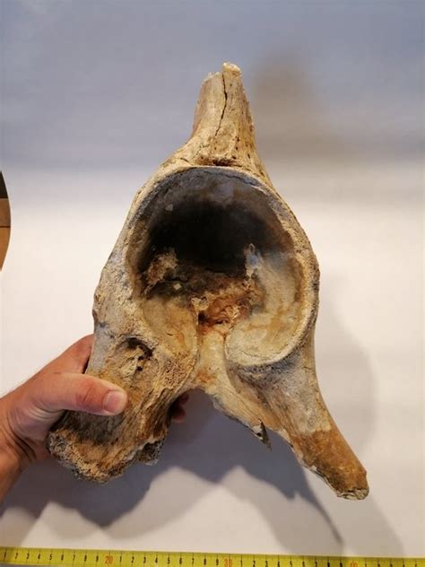 Woolly Mammoth Fossil Bone Mammuthus Primigenius No Reserve Price Catawiki
