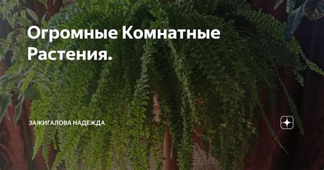 Огромные Комнатные Растения. | ЗаЖигалова Надежда | Дзен
