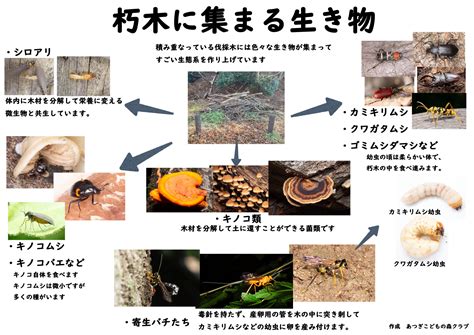 朽木に集まる生き物あつぎこどもの森公園