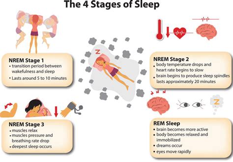 Interaction Between Melatonin Sleepiness Alertness And Body