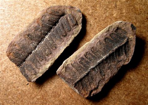 Plant Fossil Fern 4 Cochise College Geology