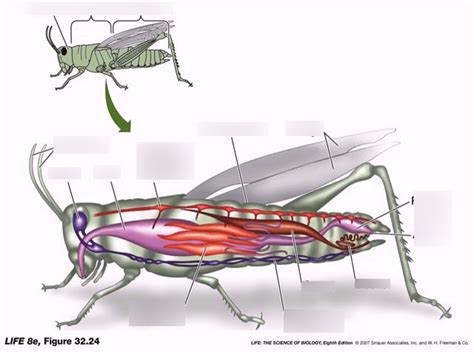 Grasshopper Model 2 Diagram Quizlet
