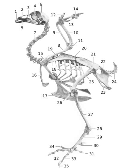 Comparative Anatomy Of Chickens Key Terminology And Definitions