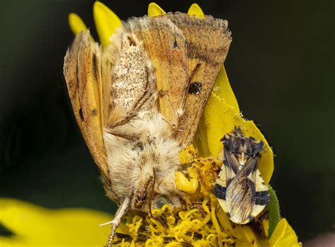 🔥ambush Bugs Mating While The Female Eats A Moth🔥 Rnatureisfuckinglit