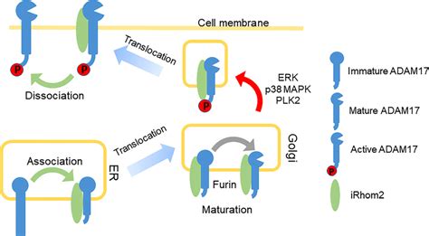 Schematic Representation Of The Adam17 Trafficking A Simplified