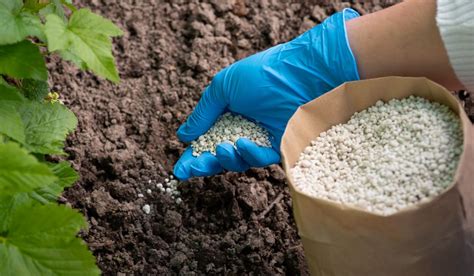 Fertilizante Para Plantas O Que é E Como Funciona Blog Leroy Merlin